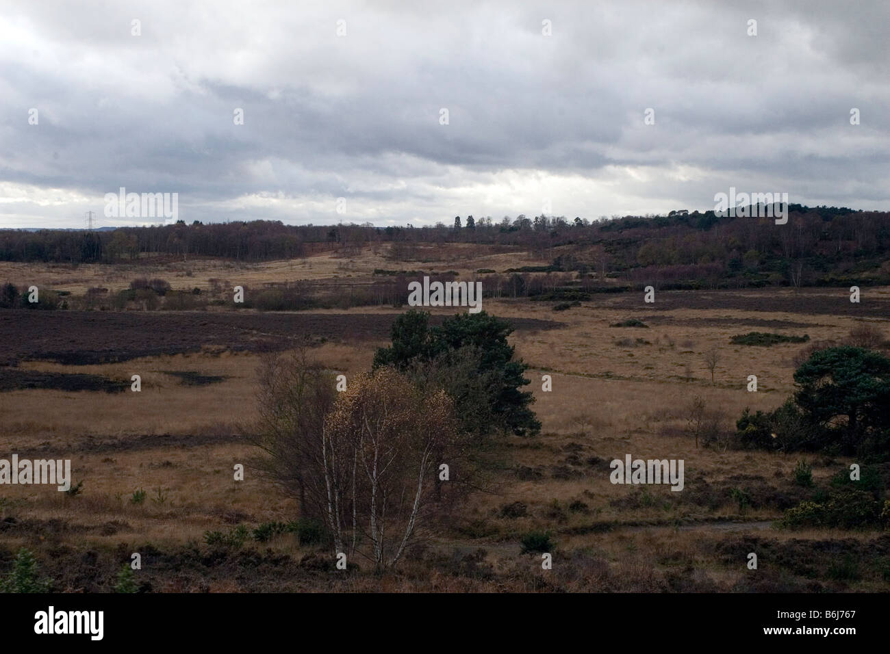 Chobham common nature reserve hi-res stock photography and images - Alamy