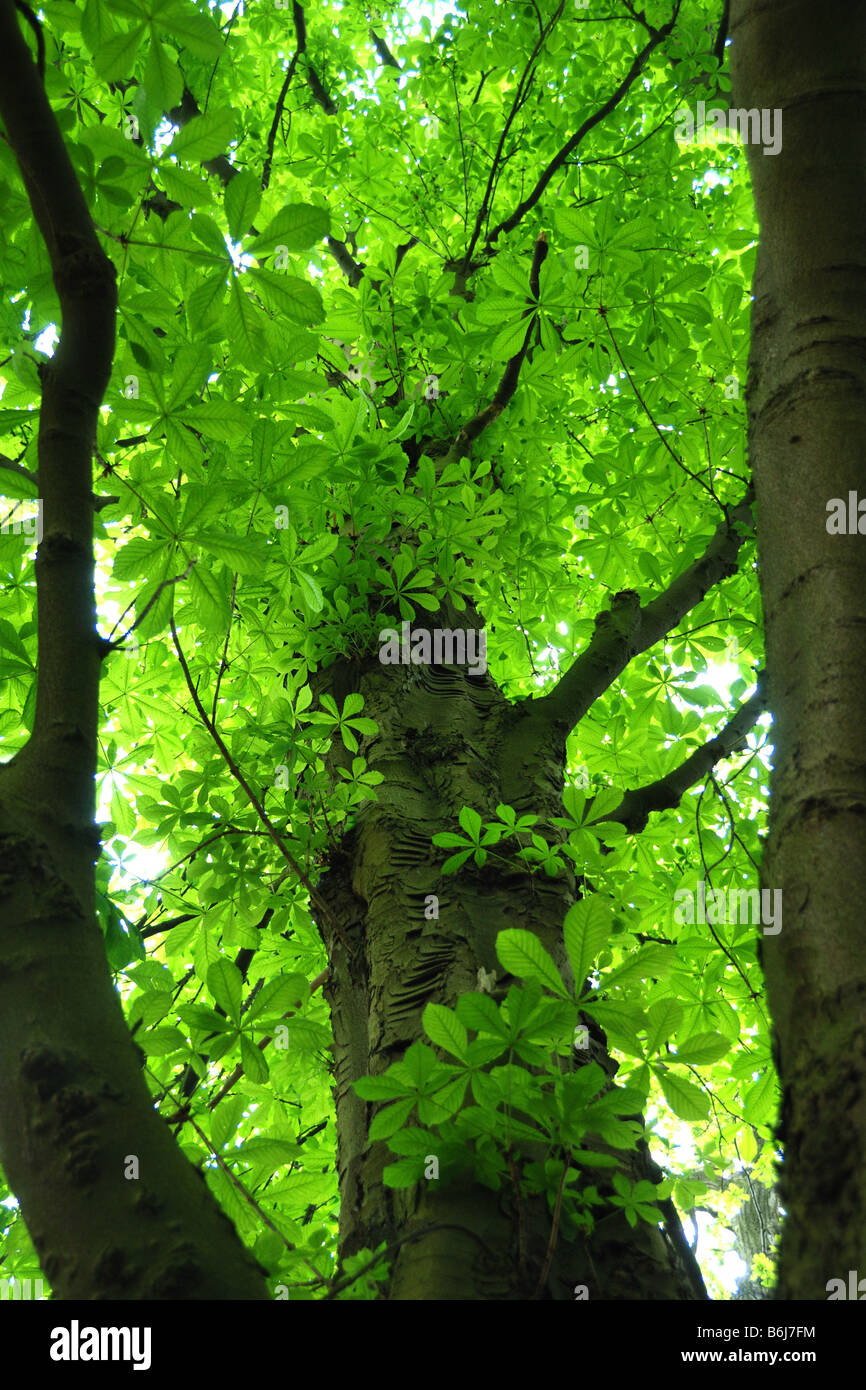 Horse chestnut tree in English Spring Stock Photo - Alamy