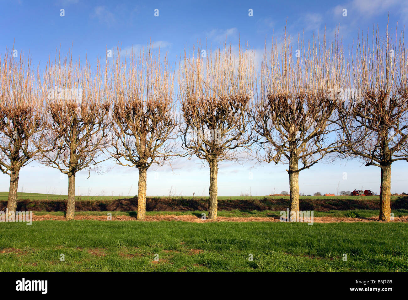 Row of shaped trees Stock Photo - Alamy