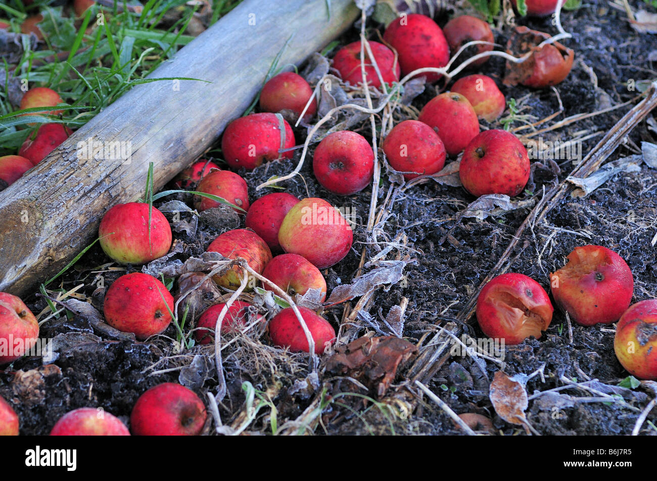Fallen apples covered in frost Stock Photo - Alamy