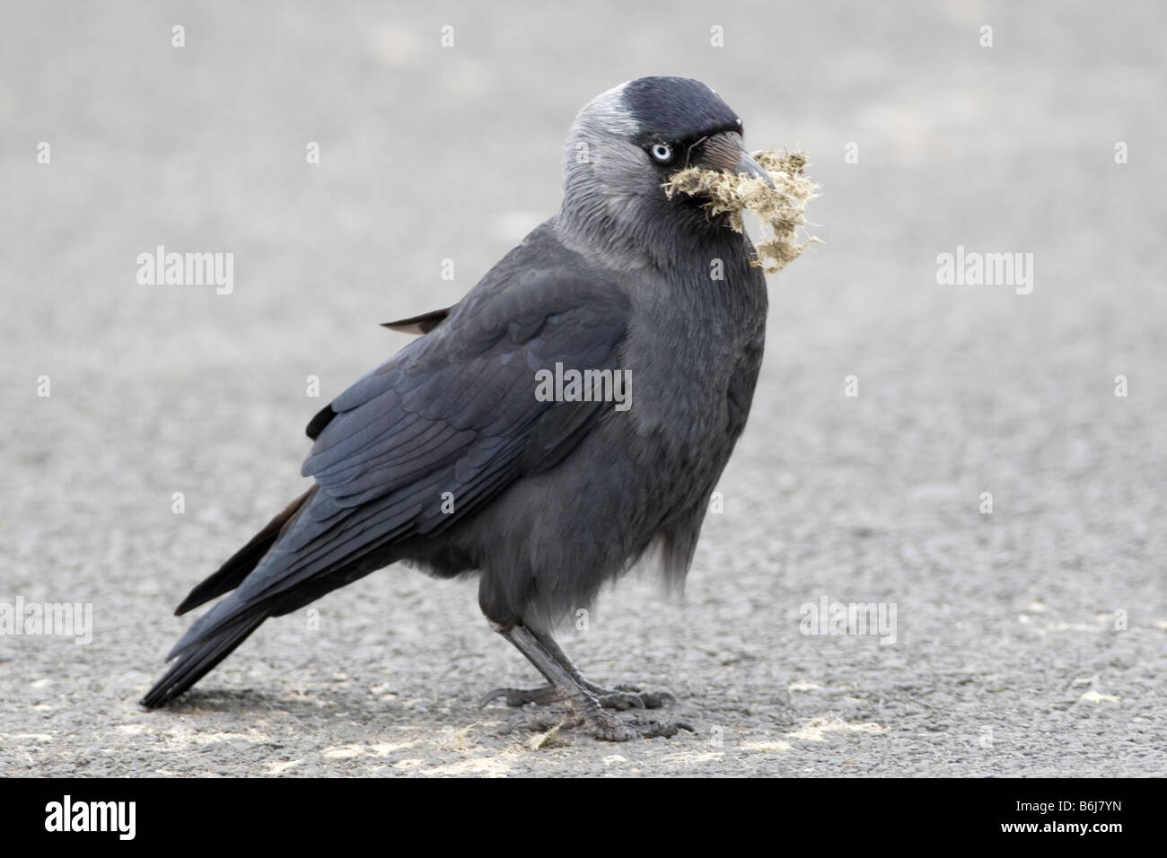 Jackdaw Corvus monedula with nesting material Stock Photo - Alamy