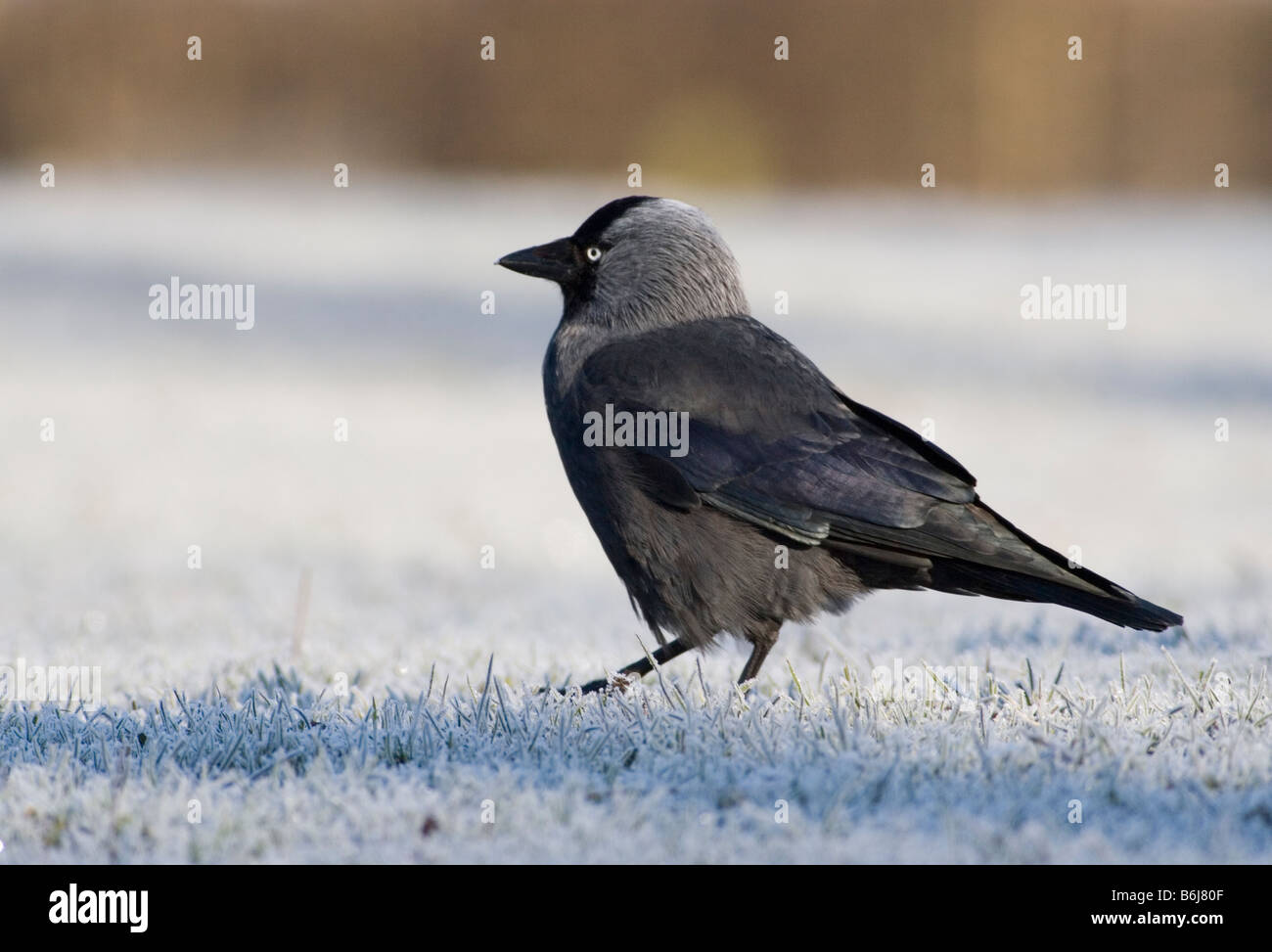 Jackdaw Corvus monedula Stock Photo - Alamy
