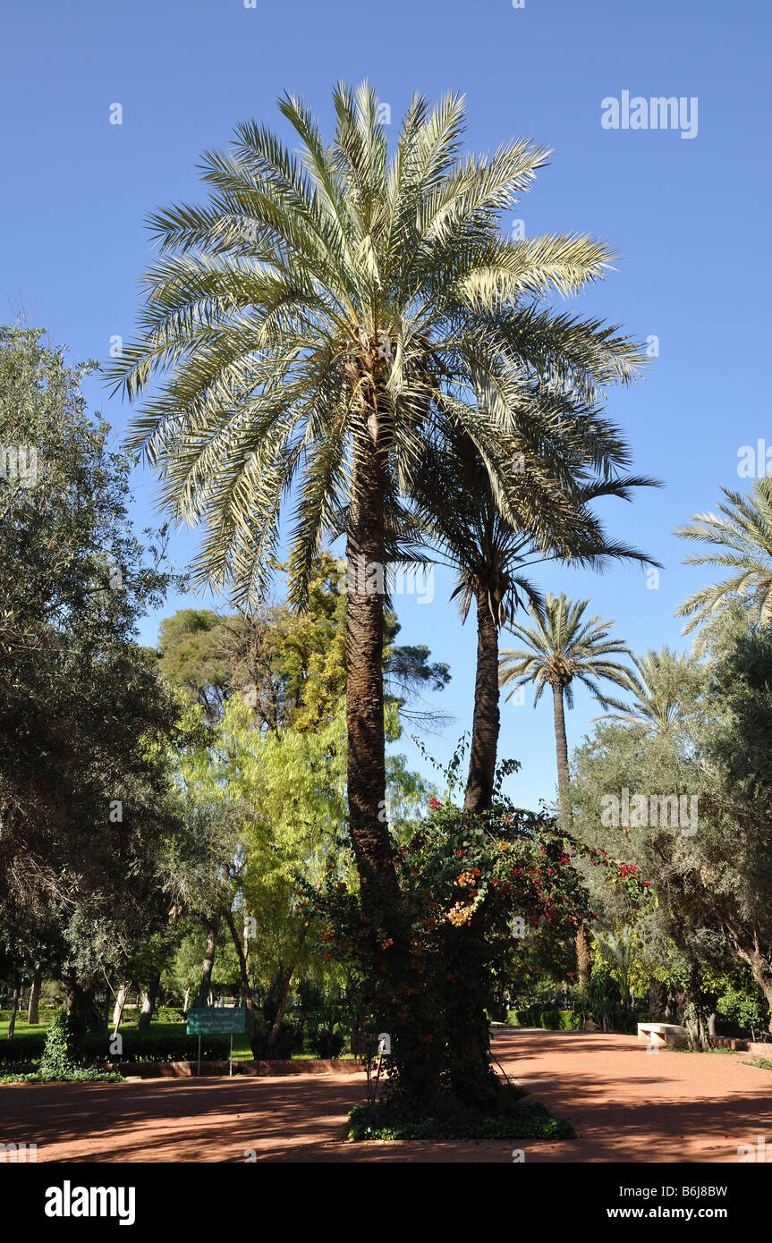 Palm trees in Marrakech, Morocco Stock Photo - Alamy