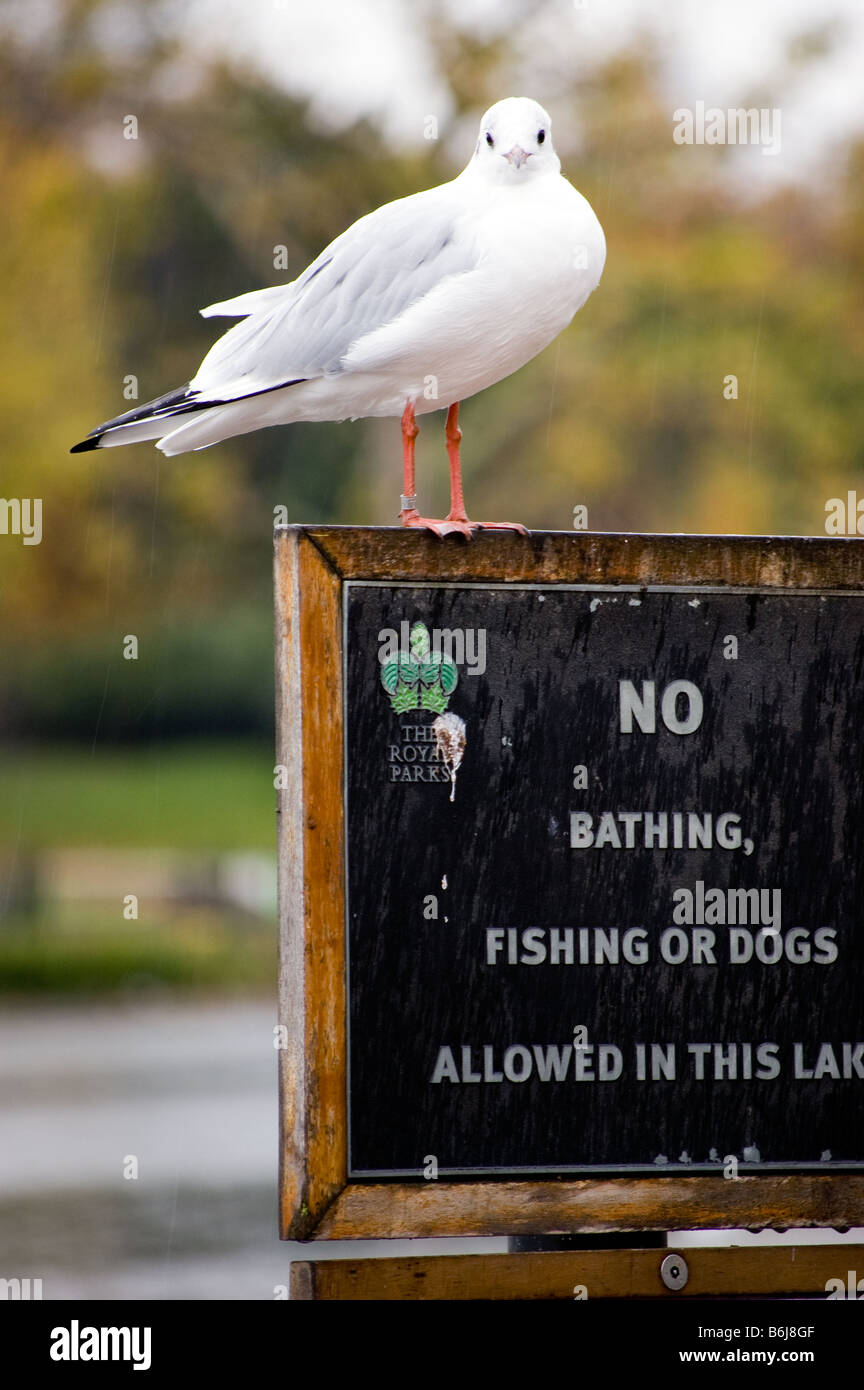 Bird on a sign Stock Photo - Alamy