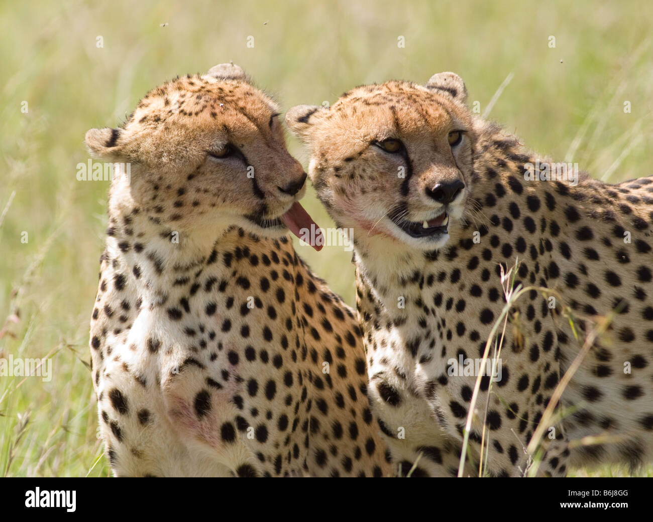Two male Cheetah's Stock Photo - Alamy