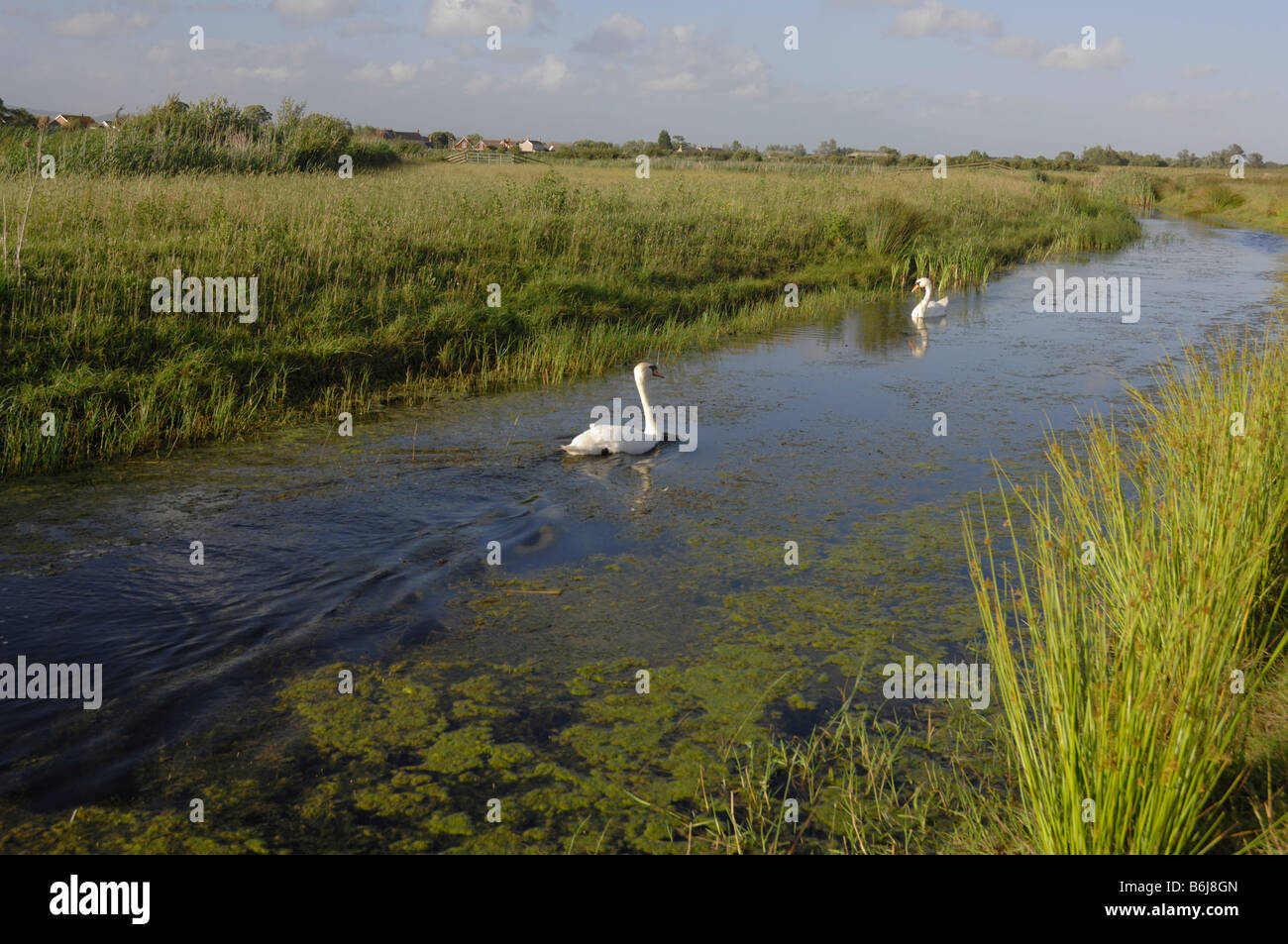 Newport wetlands reserve hi-res stock photography and images - Alamy