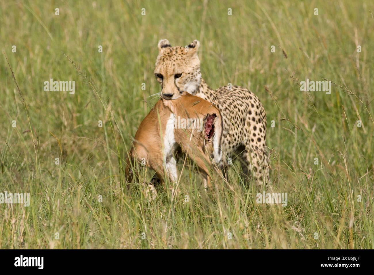 Cheetah prey kill hi-res stock photography and images - Alamy