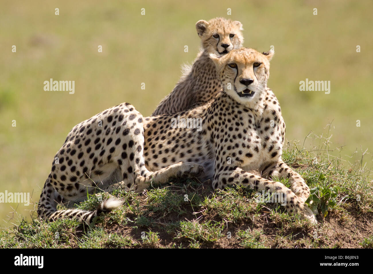 Cheetah resting with cub hi-res stock photography and images - Alamy