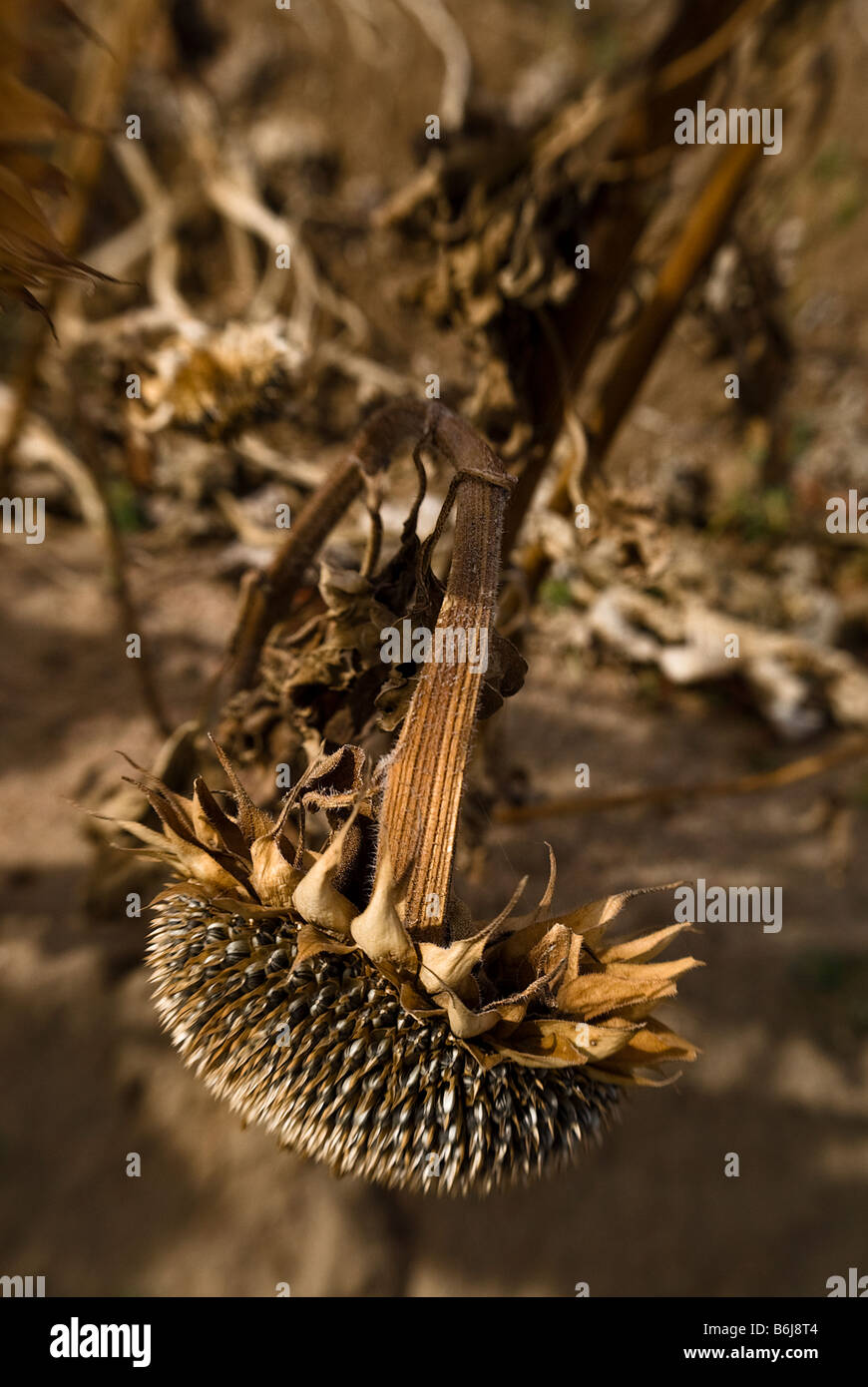 Drooping sunflower hi-res stock photography and images - Alamy