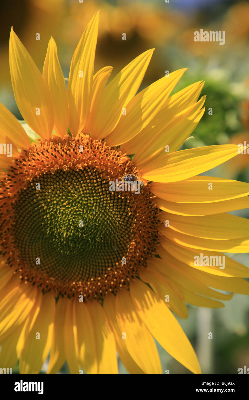 South france plant plants hi-res stock photography and images - Alamy