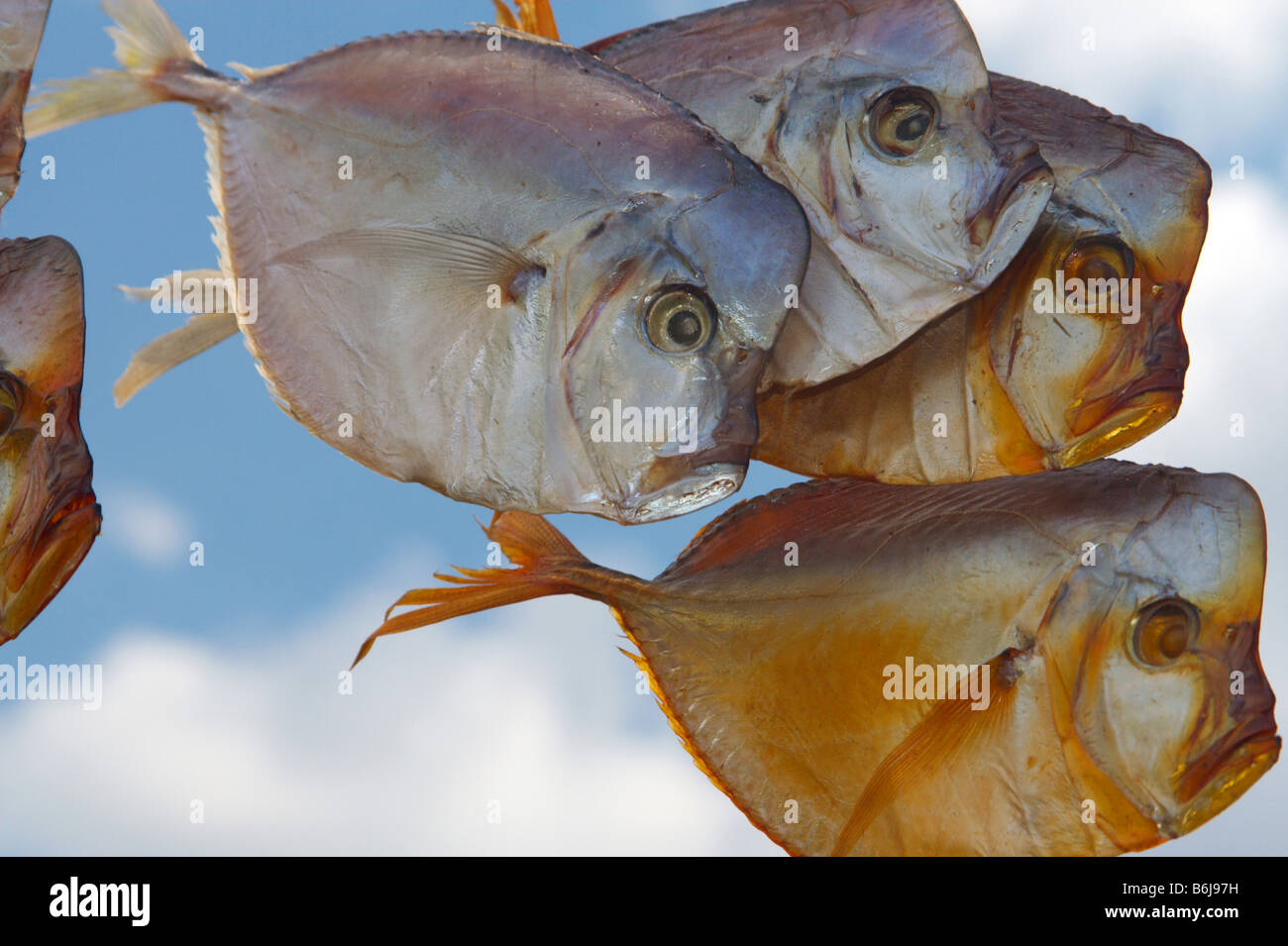 The fish is valuable foodstuff and on nutritiousness she competes to ...