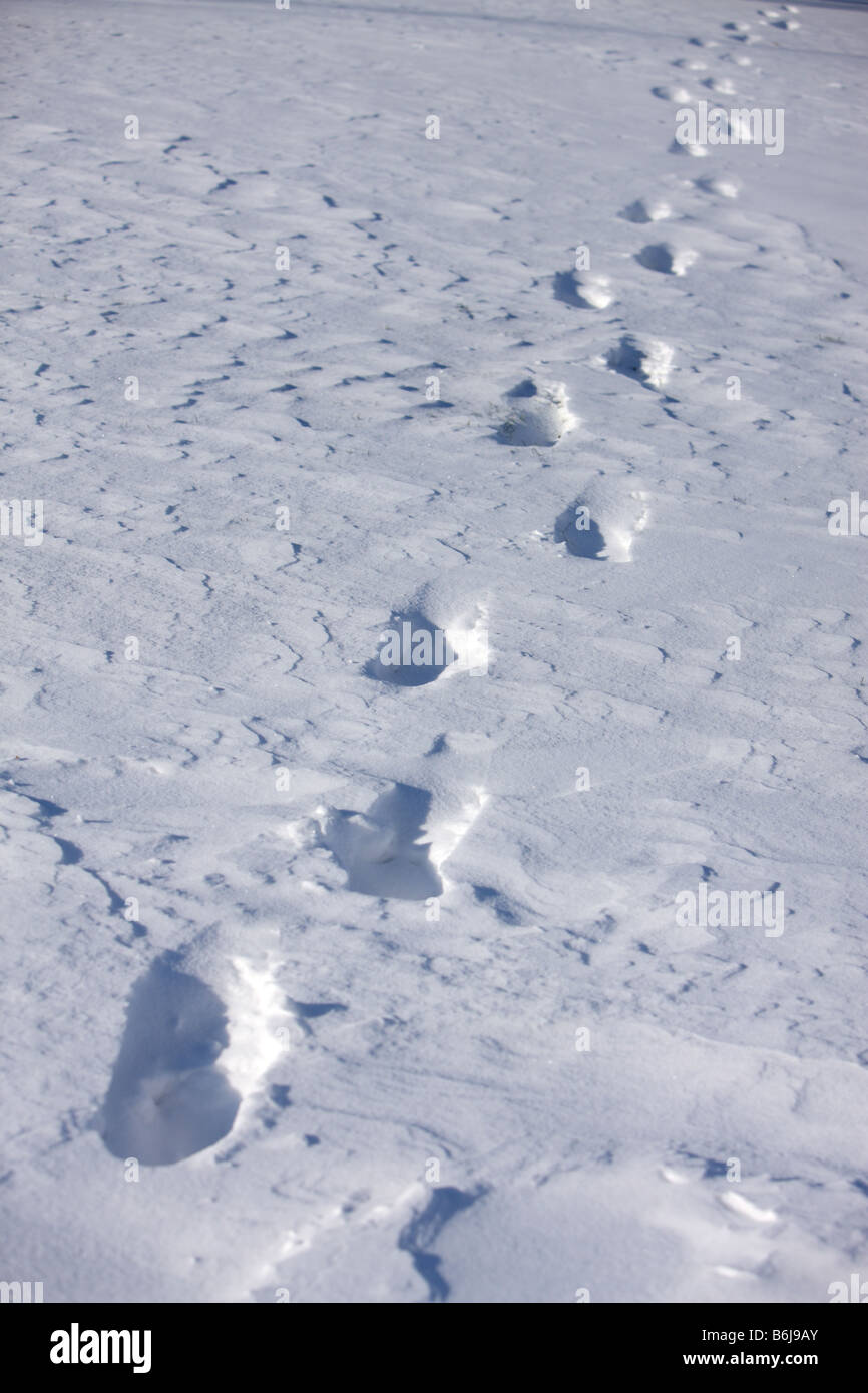 Bloody Snow Footprints