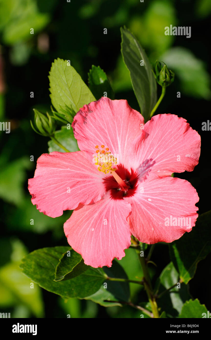 Malvaceae flower hi-res stock photography and images - Alamy