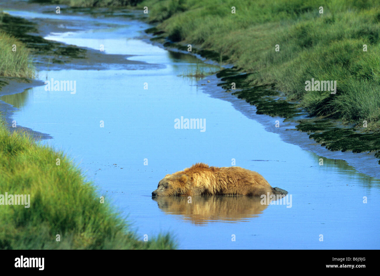 Sow, Lake Clark National Park, Alaska, summer, Brown Bear, Ursus arctos ...
