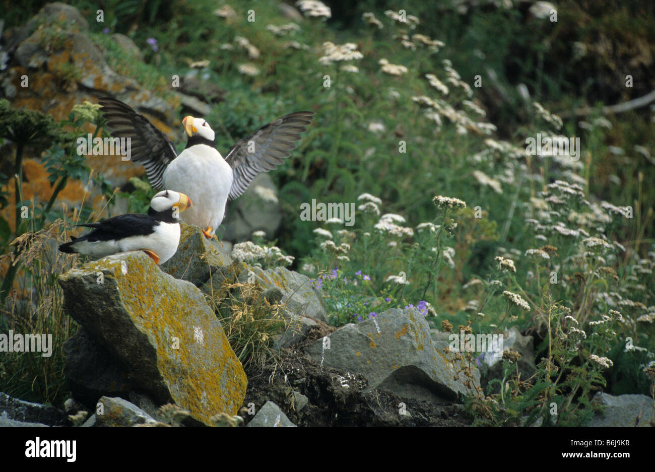 Puffins birds hi-res stock photography and images - Alamy