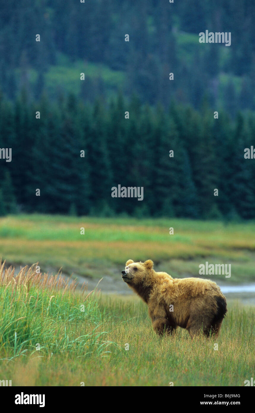 Sow, Lake Clark National Park, Alaska, summer, Brown Bear, Ursus arctos ...