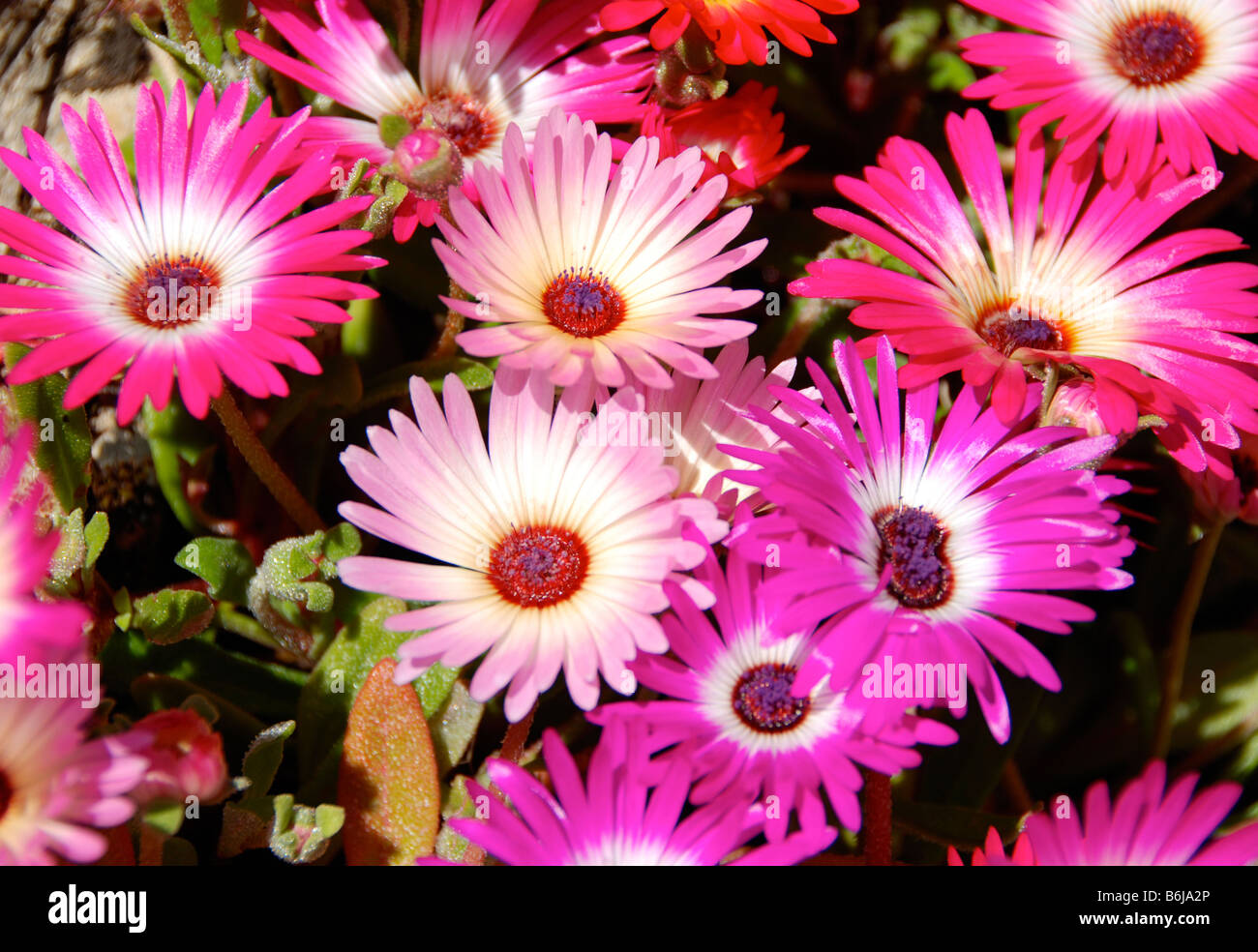 Mesembryanthemum criniflorum hi-res stock photography and images - Alamy