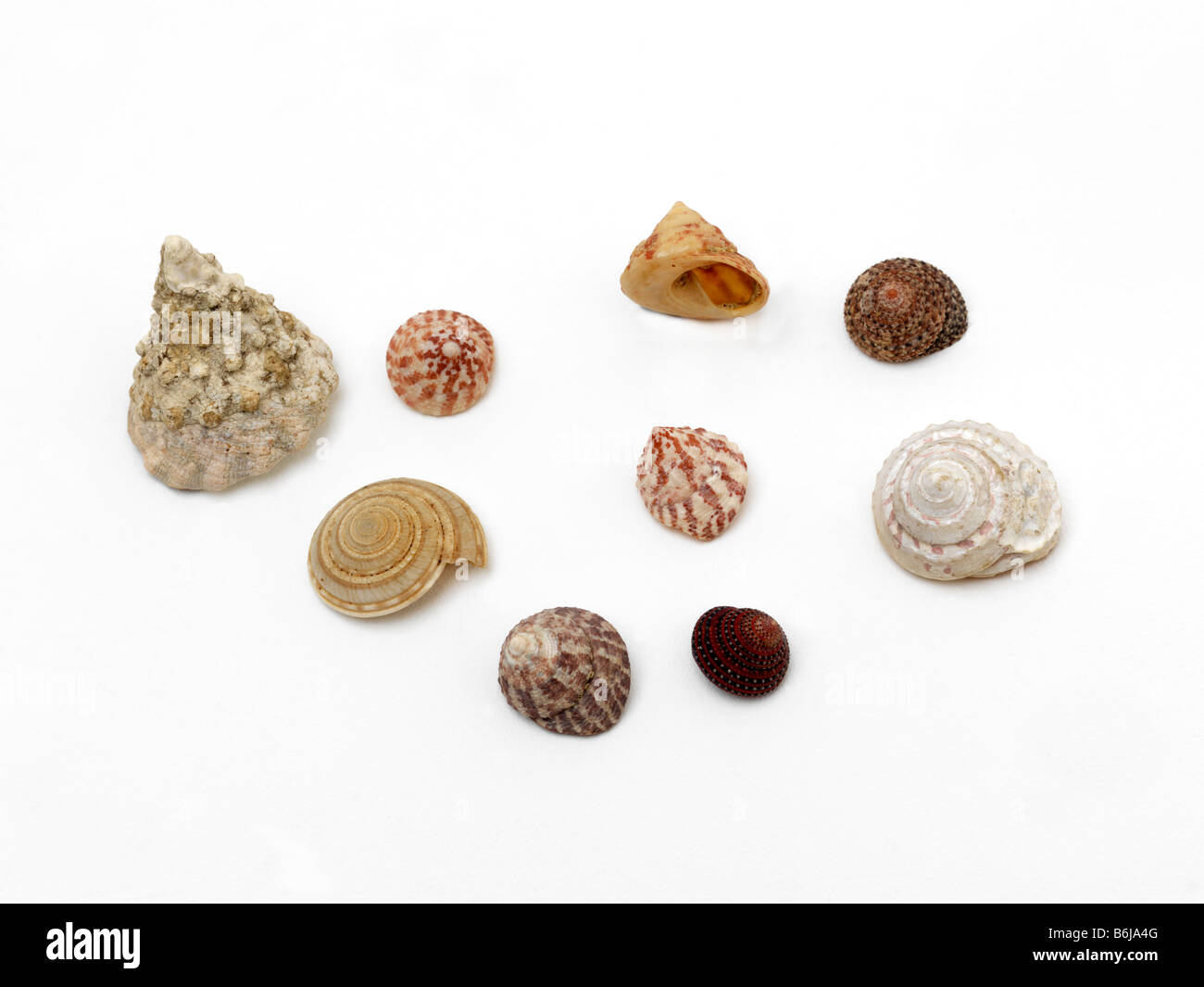 Gastropods Top Shaped Shells Stock Photo - Alamy