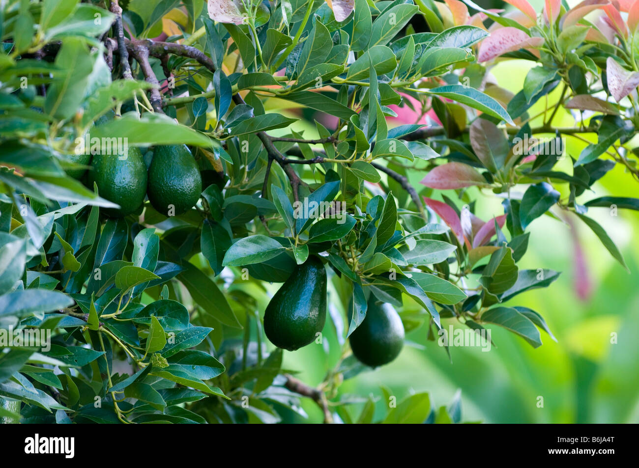 Avocado tree hawaii hi-res stock photography and images - Alamy