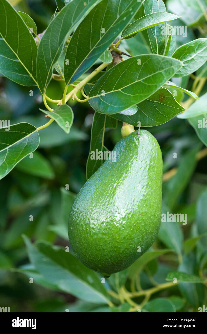 Avocados hanging from tree hi-res stock photography and images - Alamy