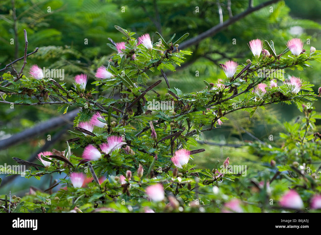Powderpuff trees hi-res stock photography and images - Alamy