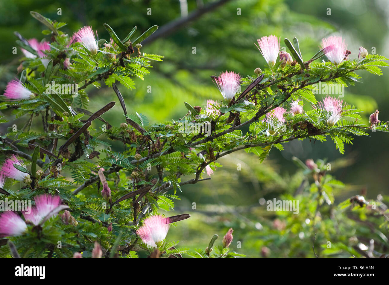 Calliandra Surinamensis