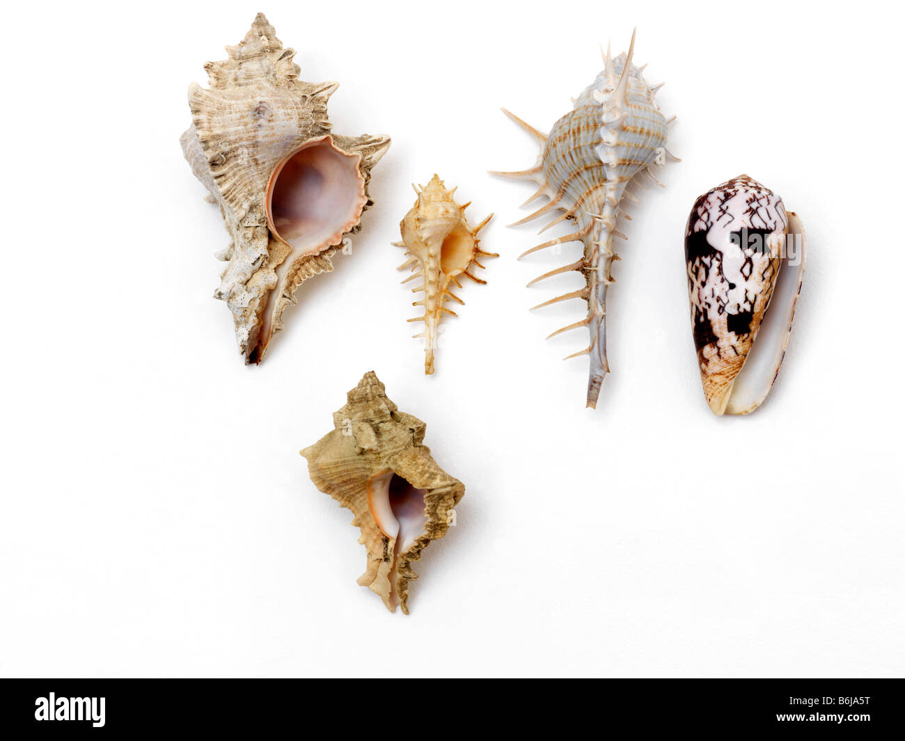 Gastropods Club Shaped Shells Stock Photo - Alamy