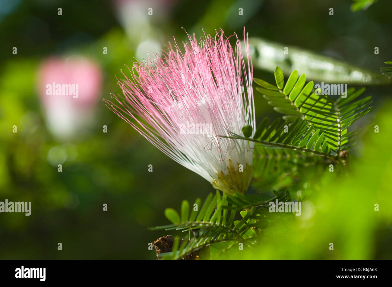 Powderpuff trees hi-res stock photography and images - Alamy