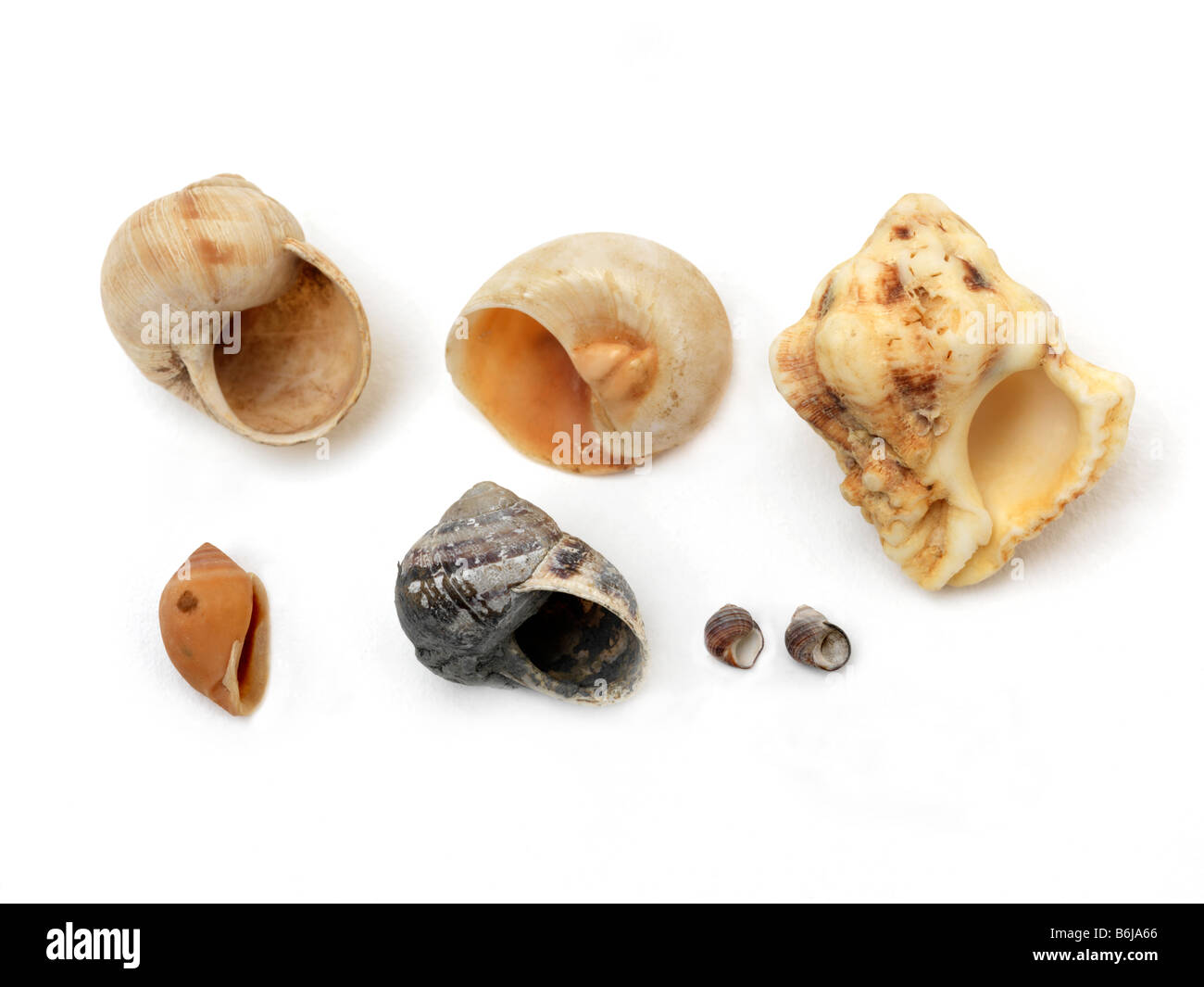Gastropods Barrel Shaped Shells Stock Photo - Alamy