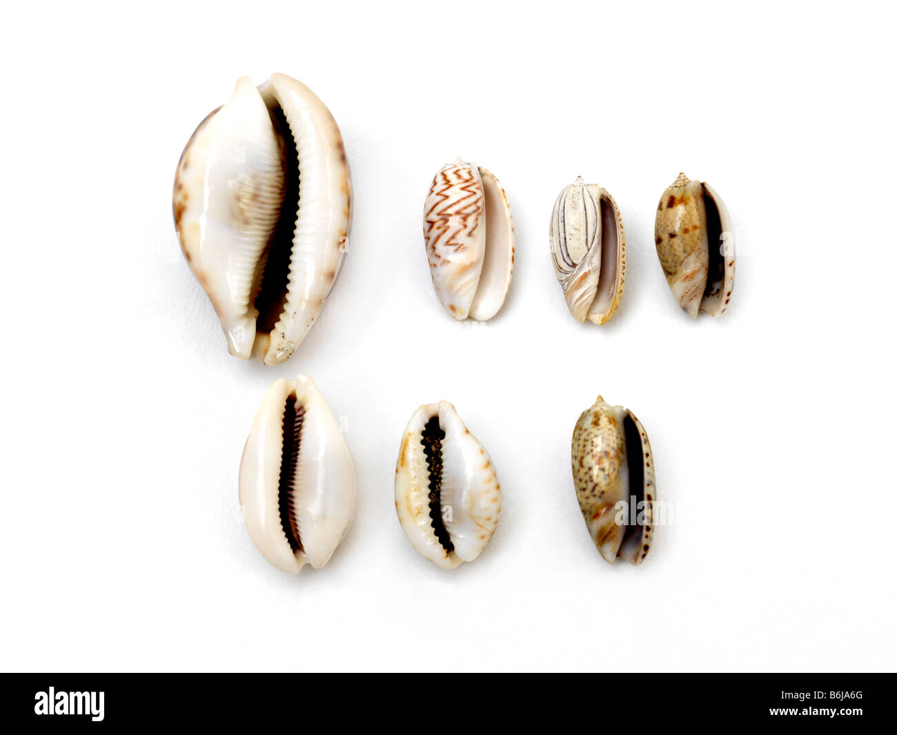Gastropods Egg Shaped Shells Cowrie and Olive Stock Photo - Alamy
