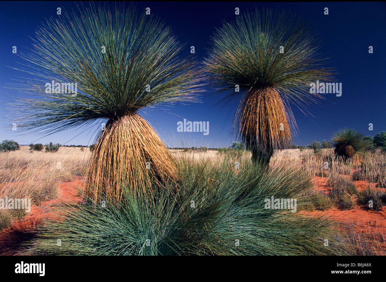 Balga hi-res stock photography and images - Alamy