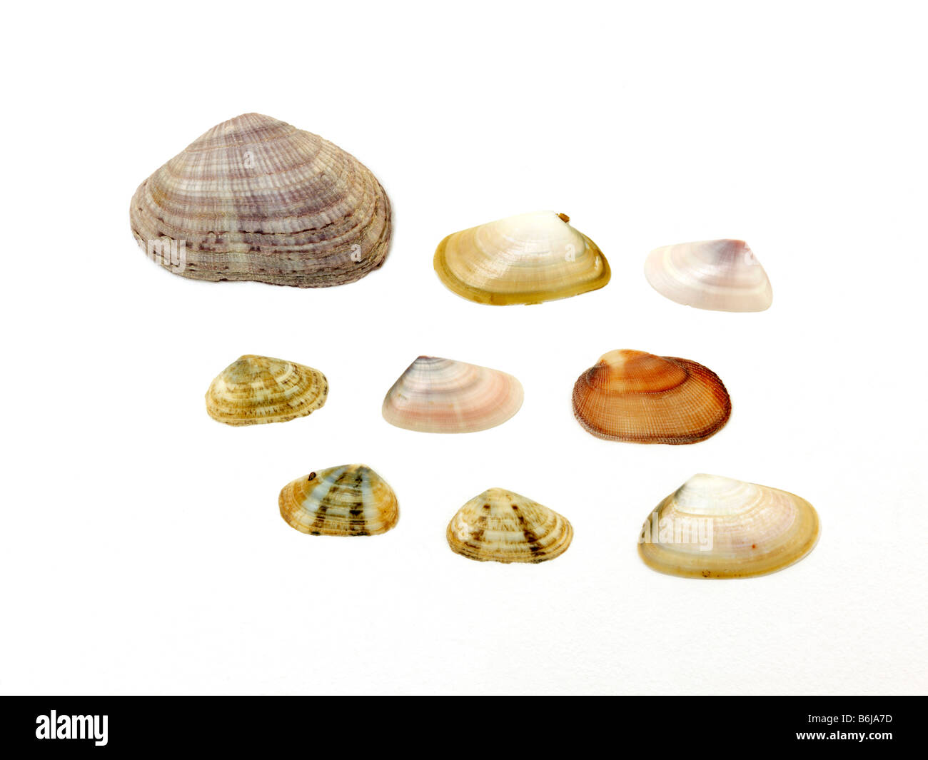 Bivalves Triangular Shaped Shells Stock Photo - Alamy