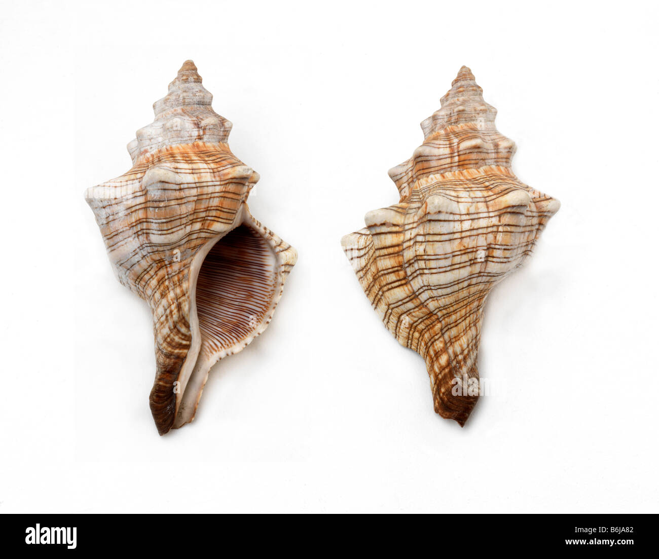 Trapezium Horse Conch Shell Stock Photo - Alamy