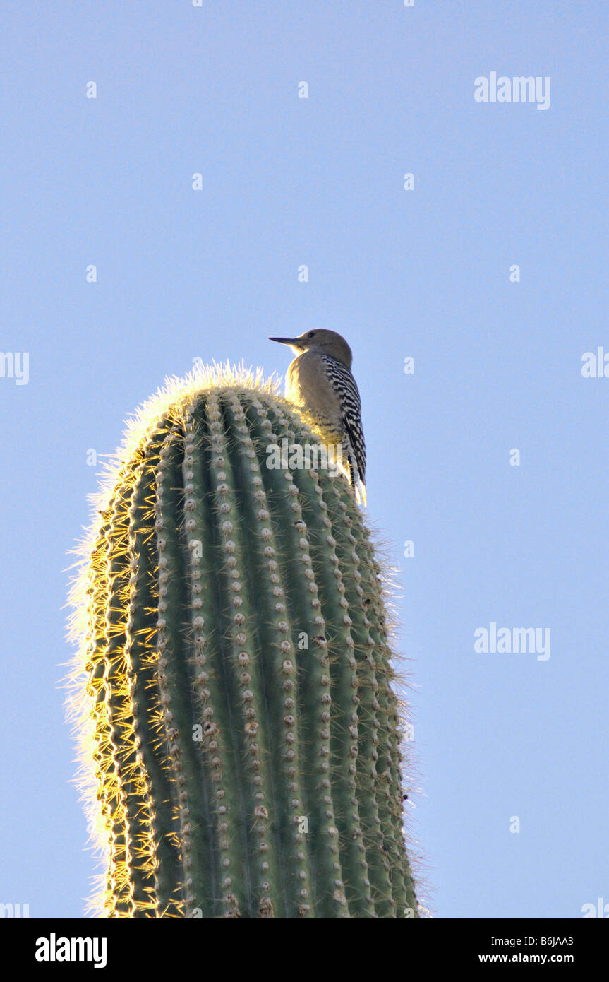 Flicker on Saguaro Cactus Stock Photo - Alamy