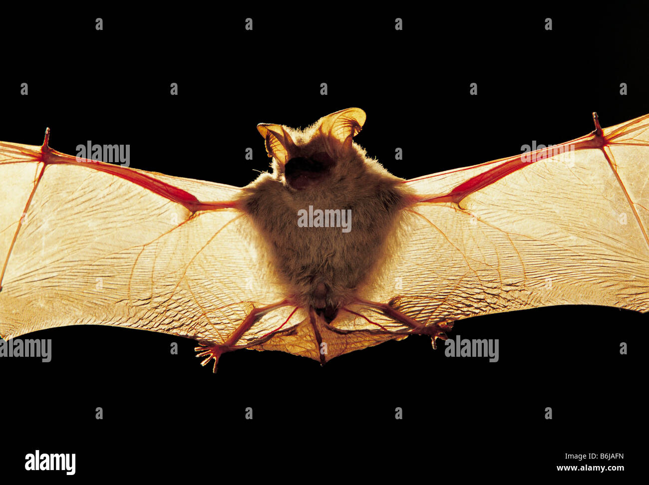 Australian native bat hi-res stock photography and images - Alamy
