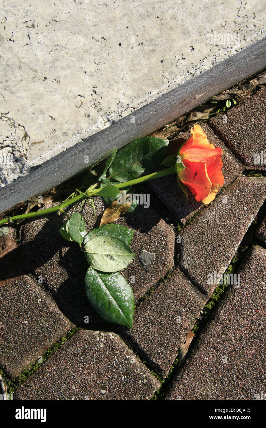 Rose petals fall floor hi-res stock photography and images - Alamy