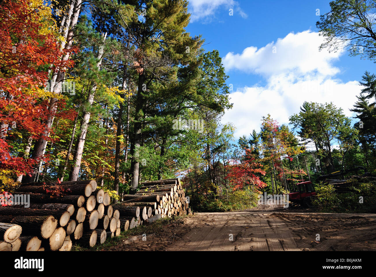 White pine logging in northern Minnesota Stock Photo - Alamy