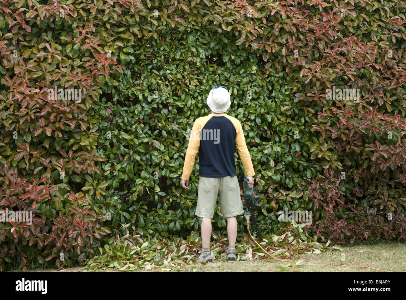 Gardener using electric hedge hi-res stock photography and images - Alamy