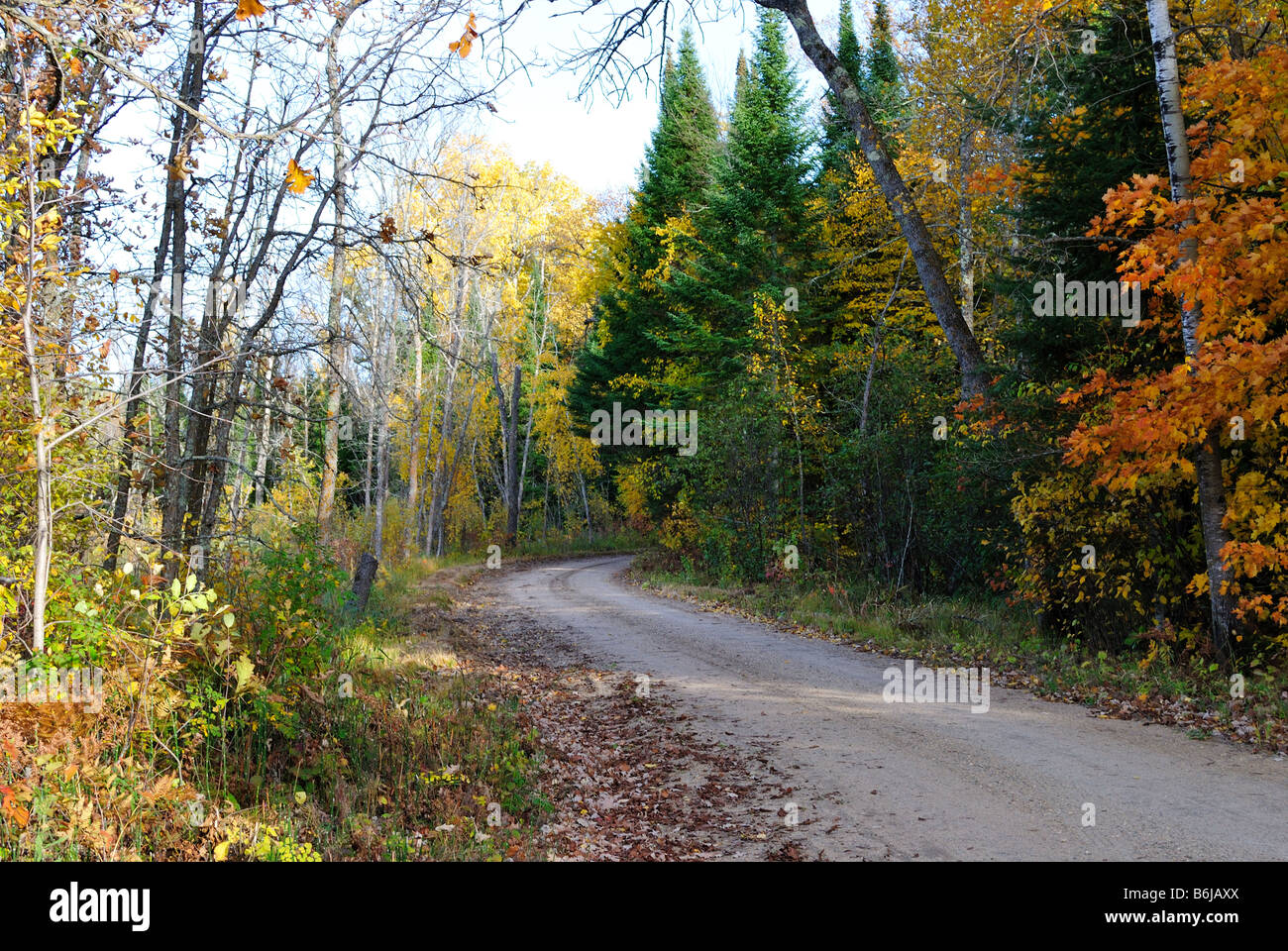 Forest road in northern Minnesota Stock Photo - Alamy