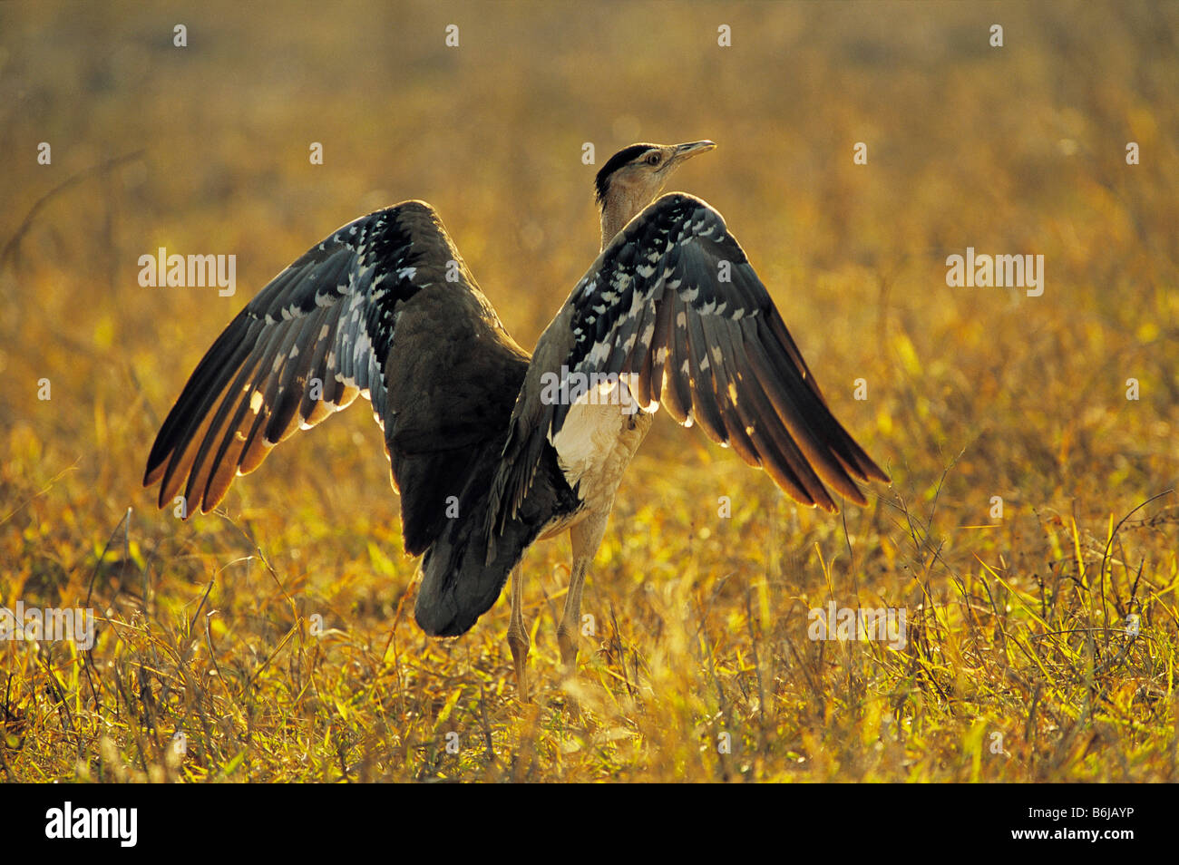 Australian indigenous native endemic animals fauna hi-res stock ...