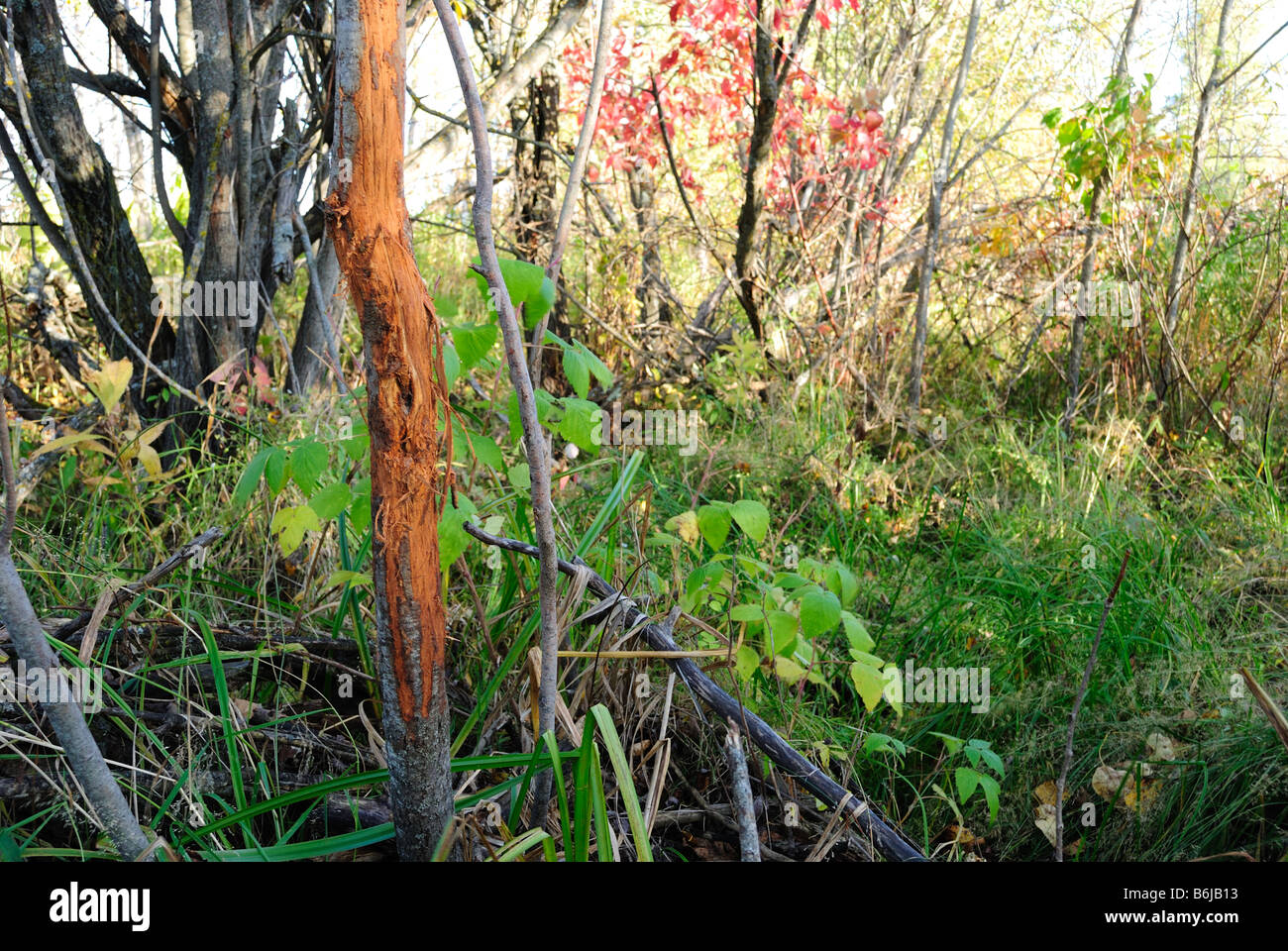 Whitetail rub hi-res stock photography and images - Alamy