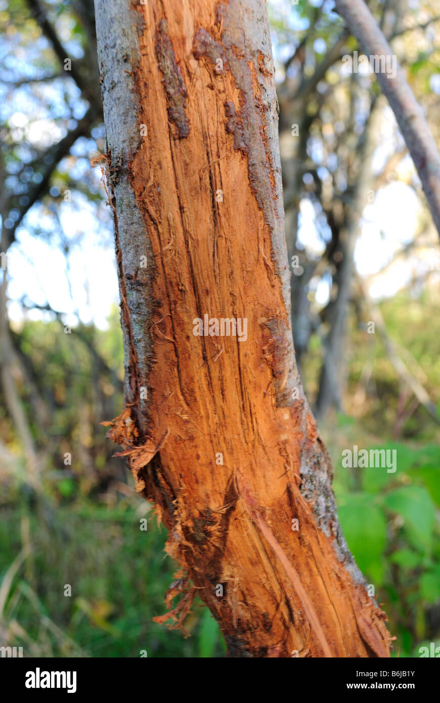 Whitetail rub hi-res stock photography and images - Alamy