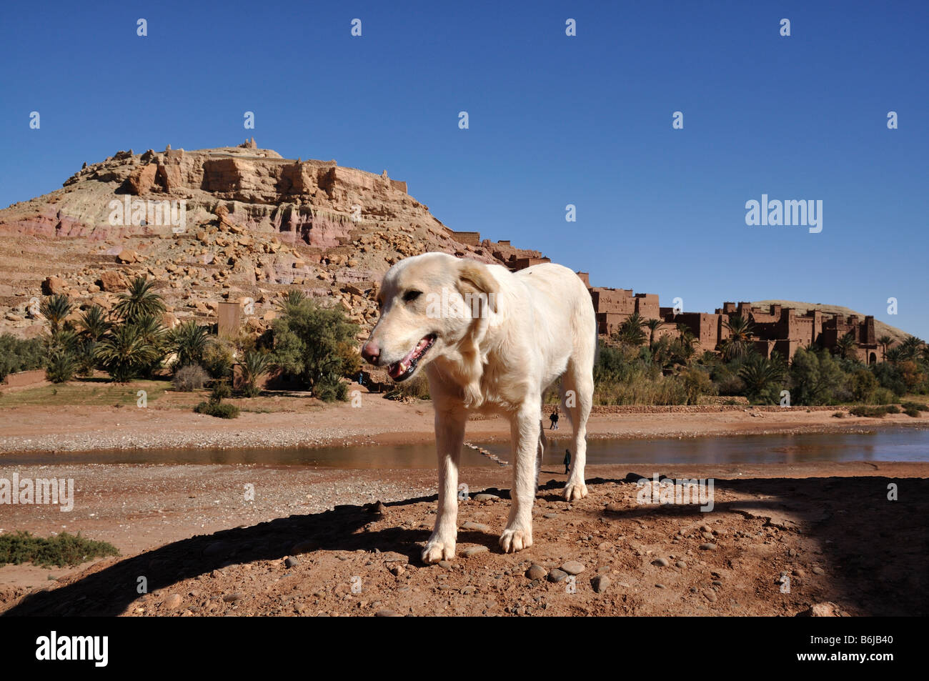 Moroccan dog hi-res stock photography and images - Alamy