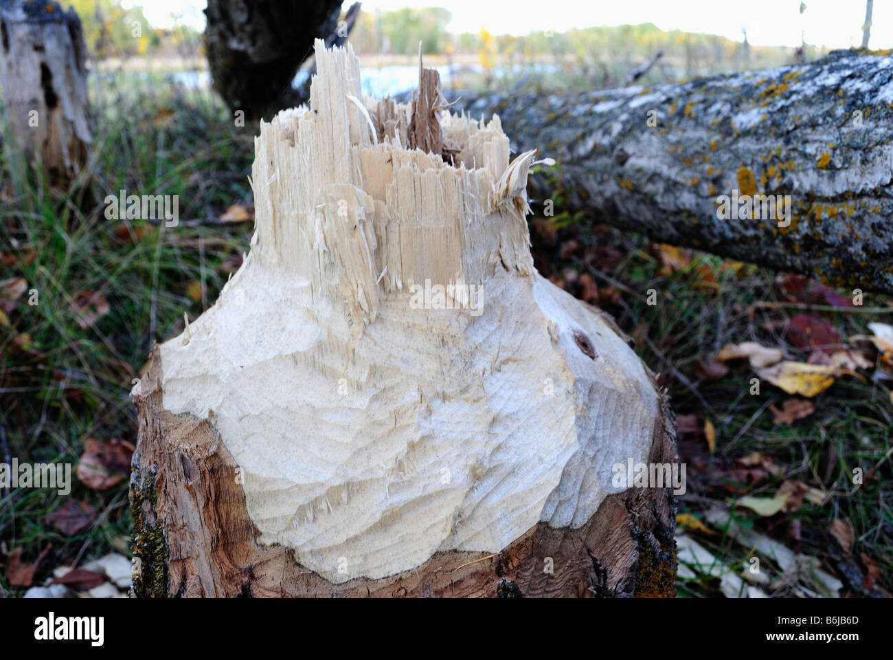 Tree fallen by beaver hi-res stock photography and images - Alamy