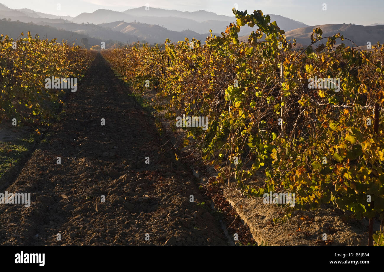 A vineyard row in autumn color Stock Photo - Alamy