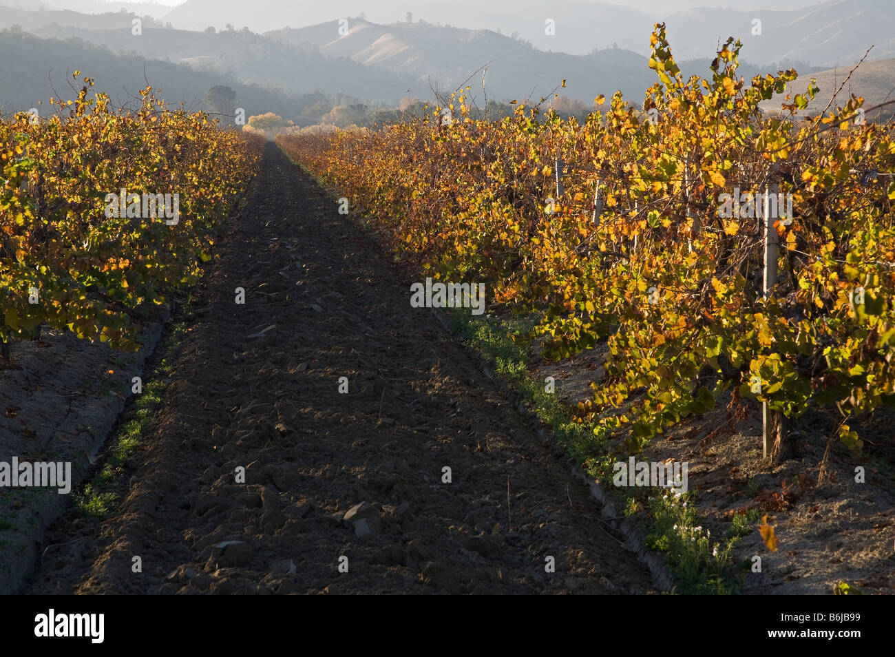 A vineyard row in autumn color Stock Photo - Alamy