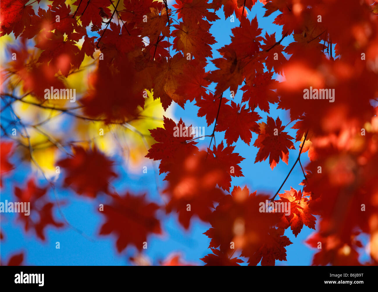 Fall blur leaves tree hi-res stock photography and images - Alamy