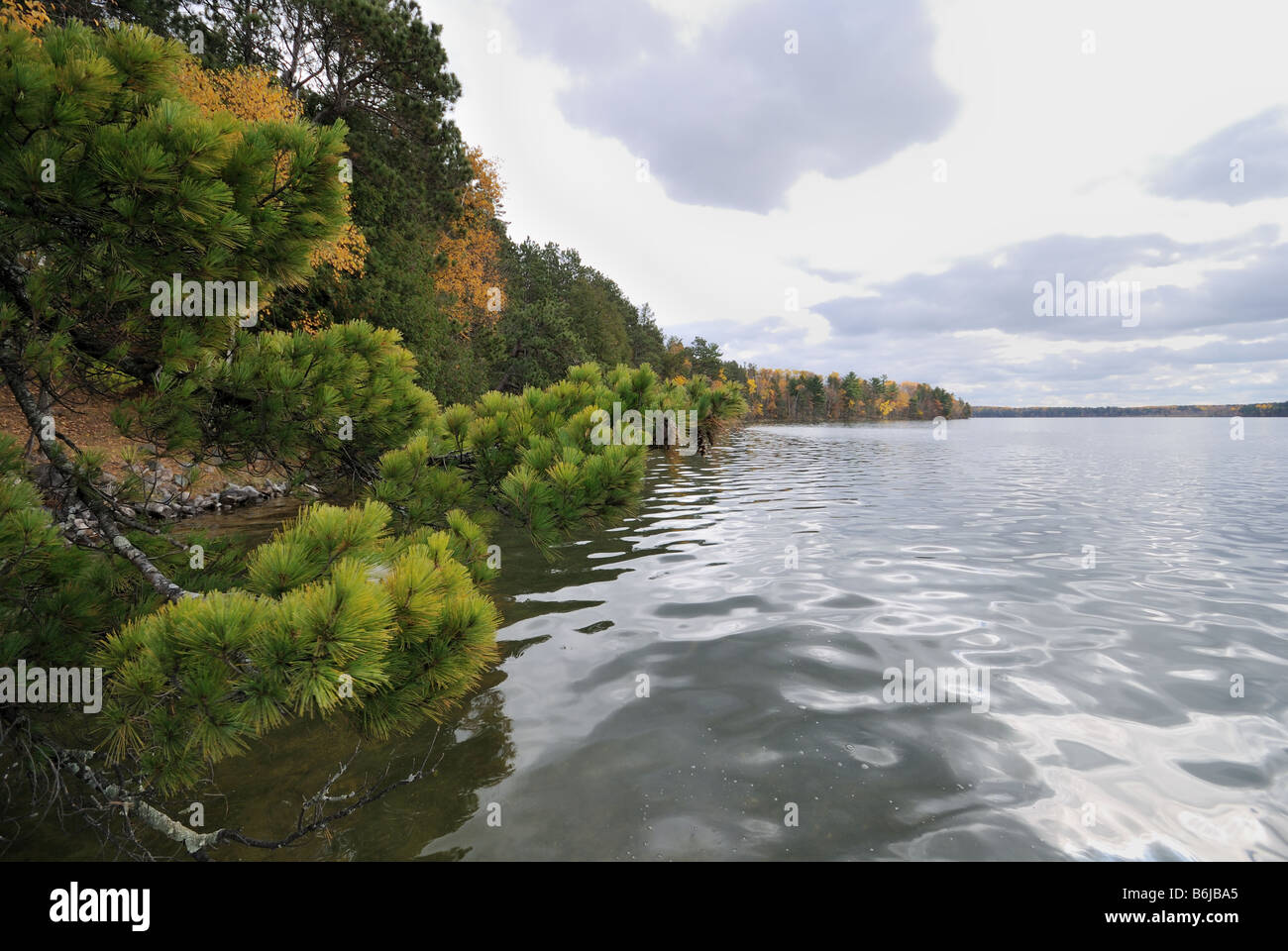 Pine tree shoreline of a lake Stock Photo - Alamy