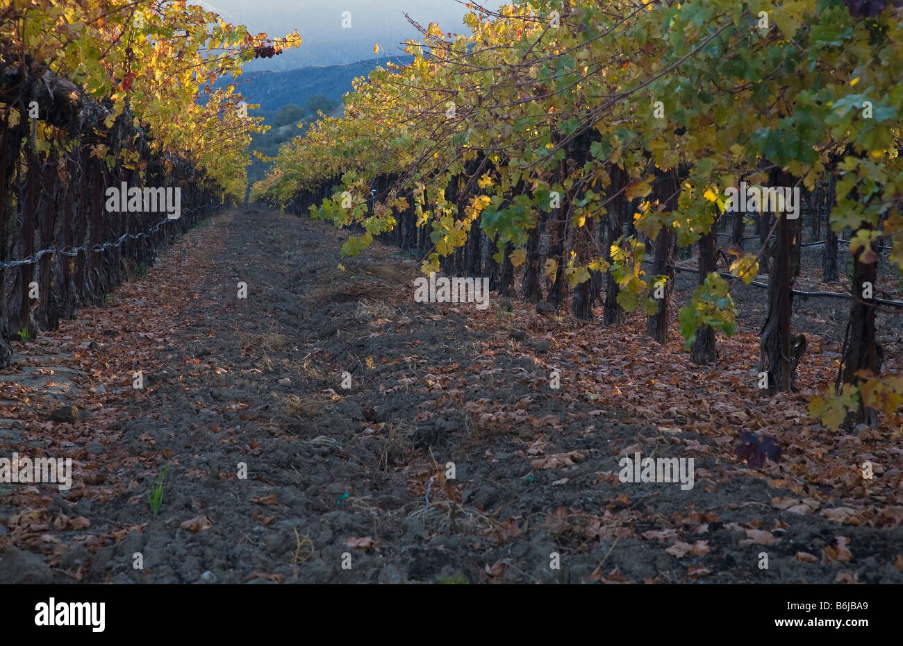 A vineyard row in autumn color Stock Photo - Alamy