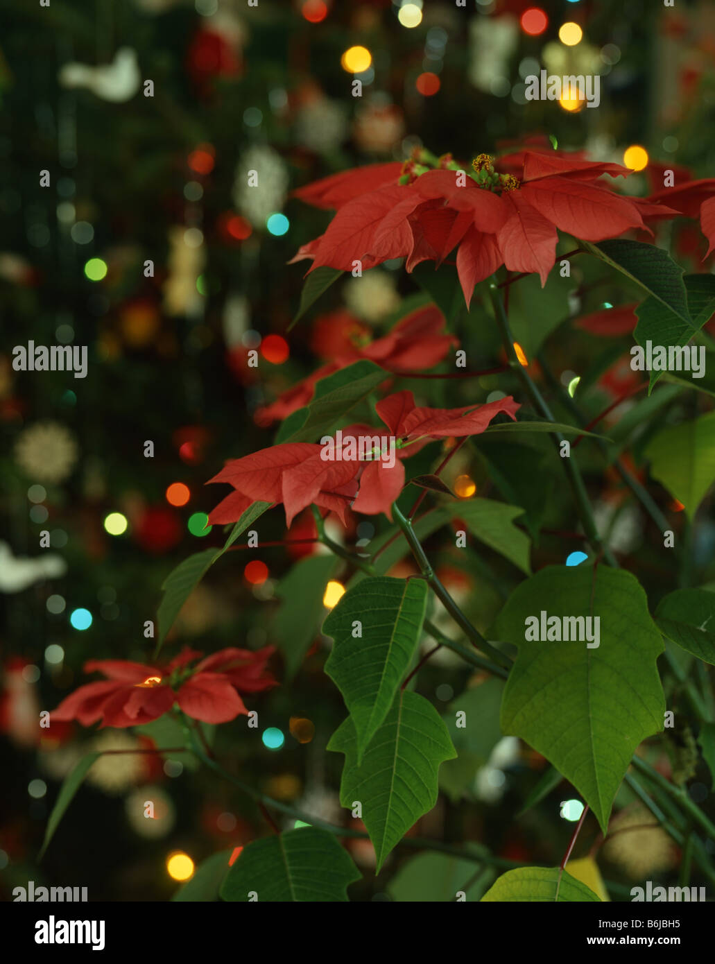 Poinsettias at christmas hi-res stock photography and images - Alamy